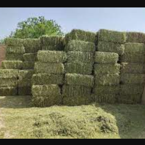 Buy Wholesale South Africa Best Factory Price Alfalfa Hay A Grade ...