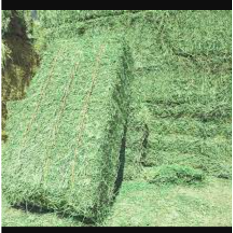 Best Factory Price Alfalfa Hay A Grade Quality At Wholesale Rate For ...