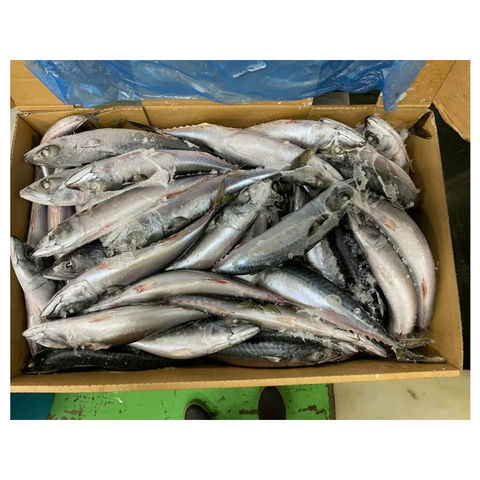 Buy Wholesale Thailand Wholesale Frozen Pacific Mackerel Fish / Frozen ...