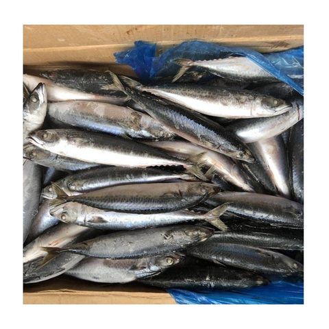 Buy Wholesale Thailand Iqf Fish Pacific Seafood Frozen Mackerel & Iqf ...
