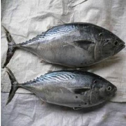 Buy Wholesale Thailand Iqf Whole Frozen Pacific Bonito Fish For Sale ...