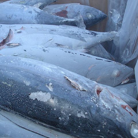 Buy Wholesale Thailand Factory Supply Frozen Seafood Yellow Fin Tuna ...