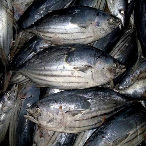 Buy Wholesale Thailand Frozen Skipjack Tuna Whole Atgood Price And Bulk ...