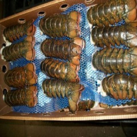 Lobster Frozen Frozen Lobster Tail / Fresh Live Cold Water Fresh Alive ...