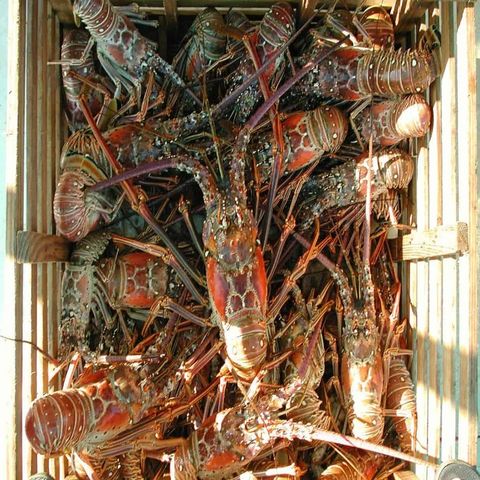Buy Wholesale Thailand Fresh Frozen Whole American Live Lobster ...