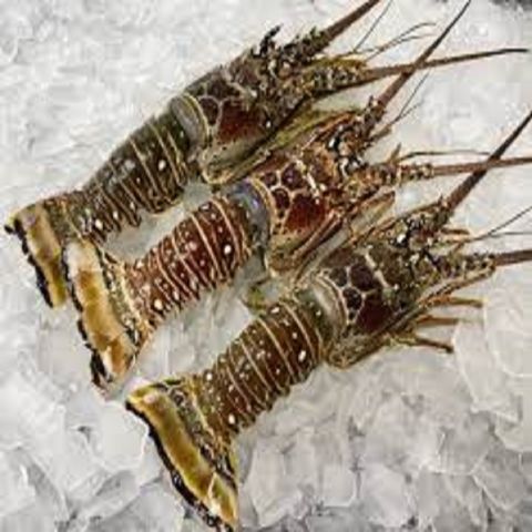 Buy Wholesale Thailand Fresh Frozen Whole Spiny Lobster & Fresh Frozen ...