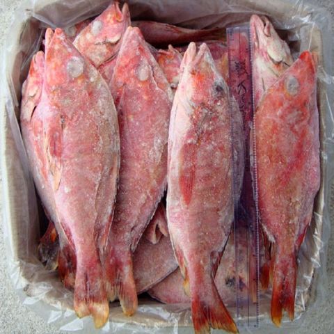Buy Wholesale Thailand Fresh Frozen Best Sell Red Snapper Fish & Fresh ...