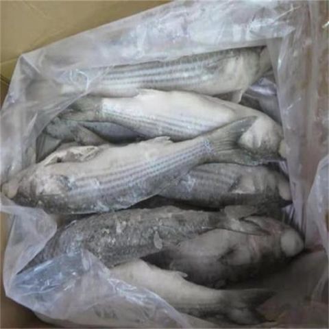 Buy Wholesale Thailand Frozen Grey Mullet Fish 1000-2000g Gutted ...