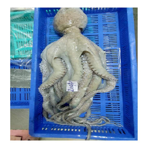 Buy Wholesale Thailand Frozen Octopus Long Arm Whole & Frozen Octopus ...