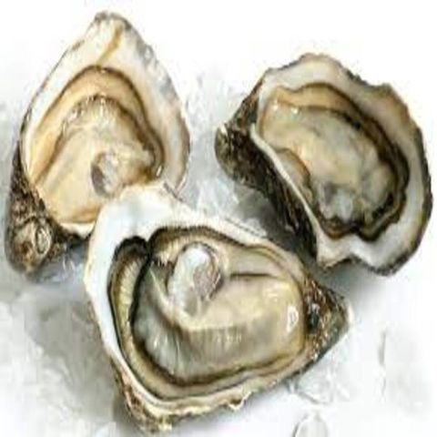 Buy Wholesale United States Fresh Frozen Oysters With Half Shell ...