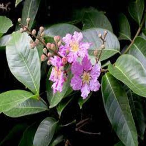 Buy Wholesale United States Banaba & Banaba at USD 700 | Global Sources