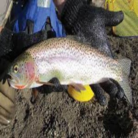 Buy Wholesale United States Frozen Fish Whole Rainbow Trout Fish ...