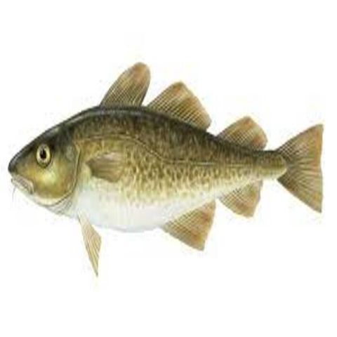 Buy Wholesale United States High Quality Wholesale Bulk Seafood Fresh ...