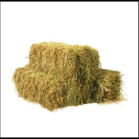 Buy Wholesale United States Buy Organic Alfalfa Grass Hay/ Alfalfa Hay ...