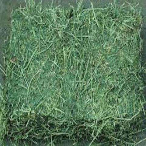Buy Wholesale United States Premium Grade A Alfalfa Hay, Timothy Hay ...