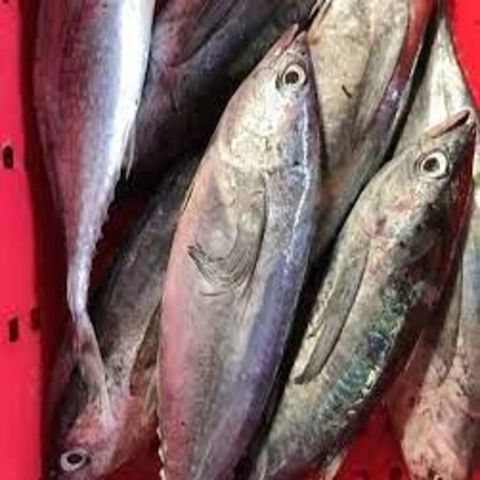 Buy Wholesale United States High Quality Frozen Fish Tuna Fish & Tuna ...