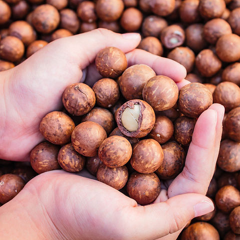 Buy Wholesale China Chinese Quality Raw And Roasted Macadamia Nuts ...