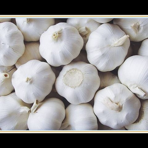 Buy Wholesale United States Grade Aaa Fresh Garlic/normal White Garlic ...
