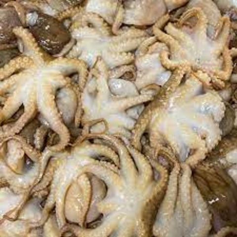 Buy Wholesale United States Frozen Octopus Price Frozen Octopus Price ...