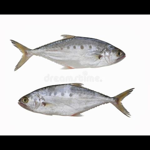 New Catching Queen Fish Frozen On Land 3kg Up - Expore United States ...