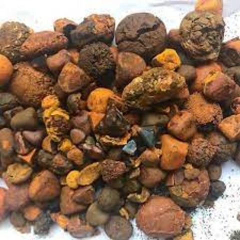 Buy Wholesale United States Cattle Gallstones And Cow Gallstones & Cow ...