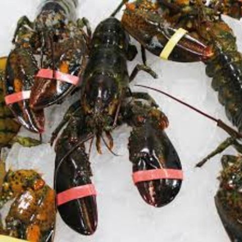 Buy Wholesale United States High Grade Lobster / Fresh Live Lobster ...