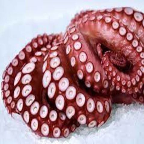 Buy Wholesale United States Frozen Best Grade Octopus & Octopus, Frozen ...