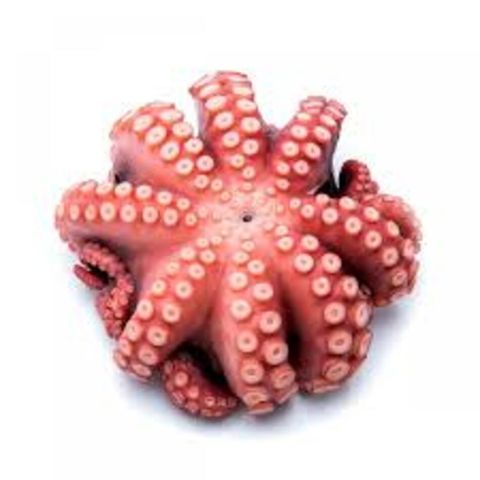 Buy Wholesale United States Wholesale Frozen Octopus & Octopus, Frozen ...