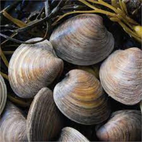 Buy Wholesale United States Direct Supply Best Clam & Clam, Shellfish ...
