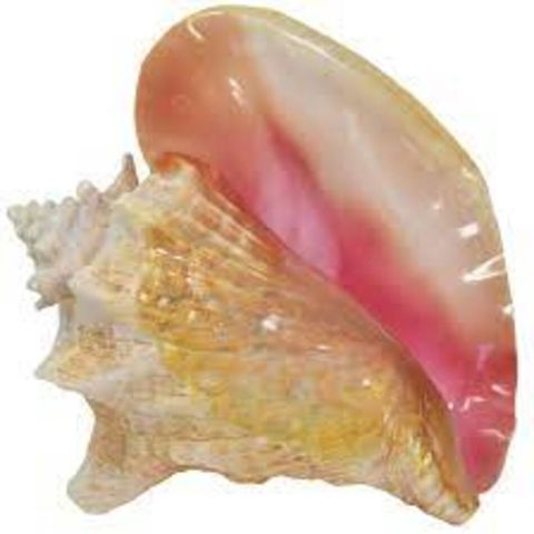 Buy Wholesale United States Best Quality Conch Seafood & Conch, Oyster ...