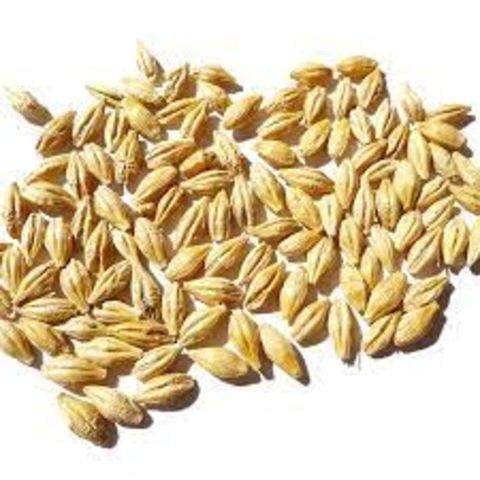 Buy Wholesale United States 100% Malt Barley, Hulled Barley, Pearl ...