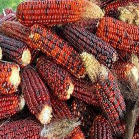 Buy Wholesale United States Red Corn For Human Consumption Non Gmo ...