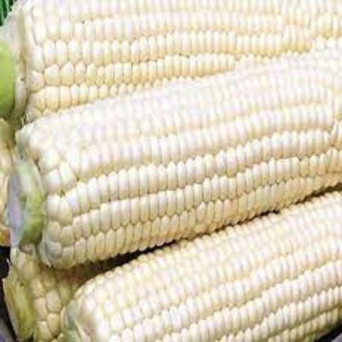 Bulk Buy United States Wholesale Fresh Yellow Corn/ White Corn Bulk ...