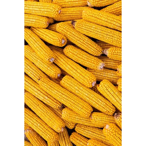 Buy Wholesale Germany Wholesale Price Non-glutinous Yellow Corn Maize ...