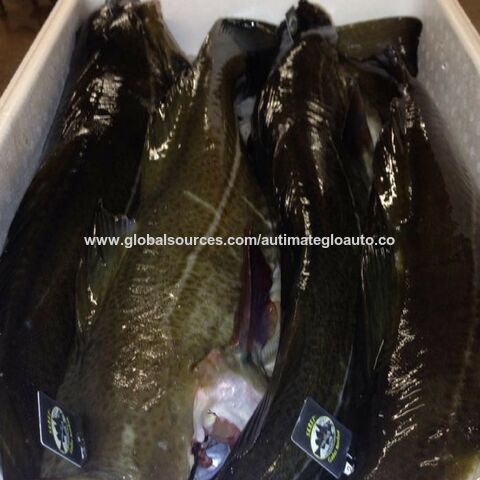 Buy Wholesale South Africa Frozen Atlantic Cod Fish Gadus Morhua ...