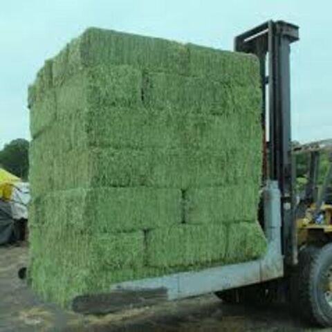 Buy Wholesale Thailand Cheapest Alfalfa Hay Animal Feeding Stuff ...