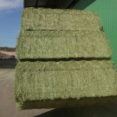 Buy Wholesale Thailand Wholesale Manufacturer Alfalfa Hay / Alfalfa ...