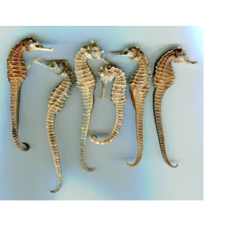 Buy Wholesale Thailand Bulk Dried Common Seahorse & Seafood at USD 300 ...