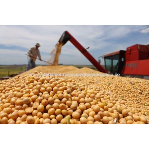 Buy Wholesale South Africa Non Gmo Soybeans / Soya Beans, Soy Bean ...
