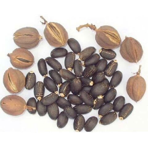 Buy Wholesale South Africa New Quality Jatropha Oil & Jatropha Oil at ...