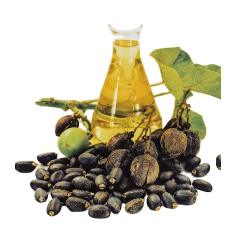 Buy Wholesale South Africa Bulk Order Jatropha Oil & Jatropha Oil at ...