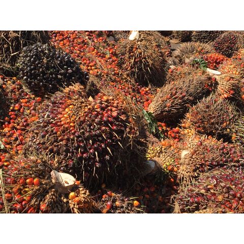 Buy Wholesale South Africa Cooking Oil Palm Olein Cp8 Rbd Palm Oil For ...