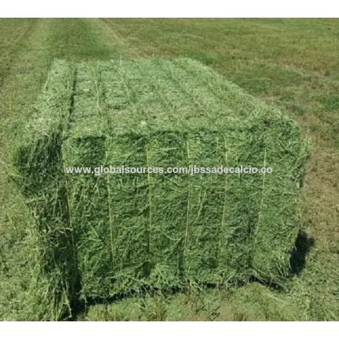 Buy Wholesale South Africa Top Grade Alfalfa For Animal Feed / Alfalfa ...