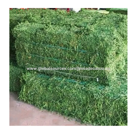 Buy Wholesale South Africa Cheap Price Premium Feed Grade Alfalfa Hay ...