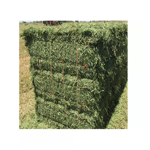 Buy Wholesale United States Alfalfa Hay At Very Cheap Price / Quality ...