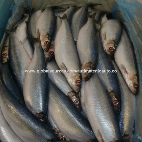 Buy Wholesale South Africa Atlantic Herring Fish For Sale / Cheap ...