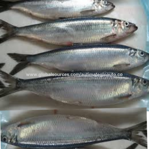 Buy Wholesale South Africa Frozen Atlantic Herring (clupea Harengus ...