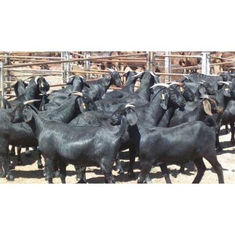 Buy Wholesale Canada Live Boer Goat Alpine Barbari Goat Malwa Goat ...