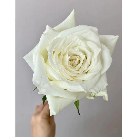 Buy Wholesale China Wholesale Premium Fresh Cut White Rose For ...