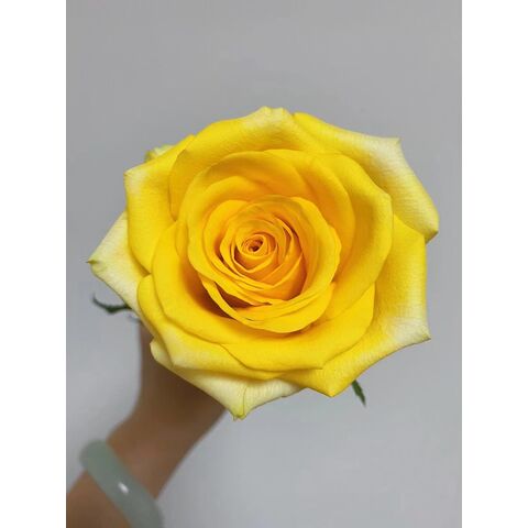 Buy Wholesale China Wholesale Premium Fresh Cut Yellow Rose For ...